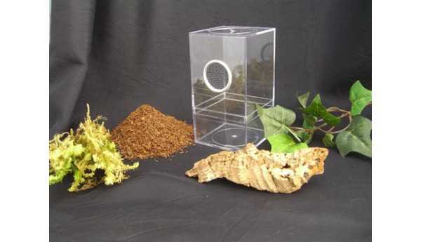 My Pet Jumping Spider